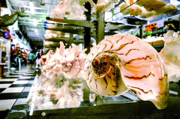 The Shell Factory: One of the most popular family destinations in all ...